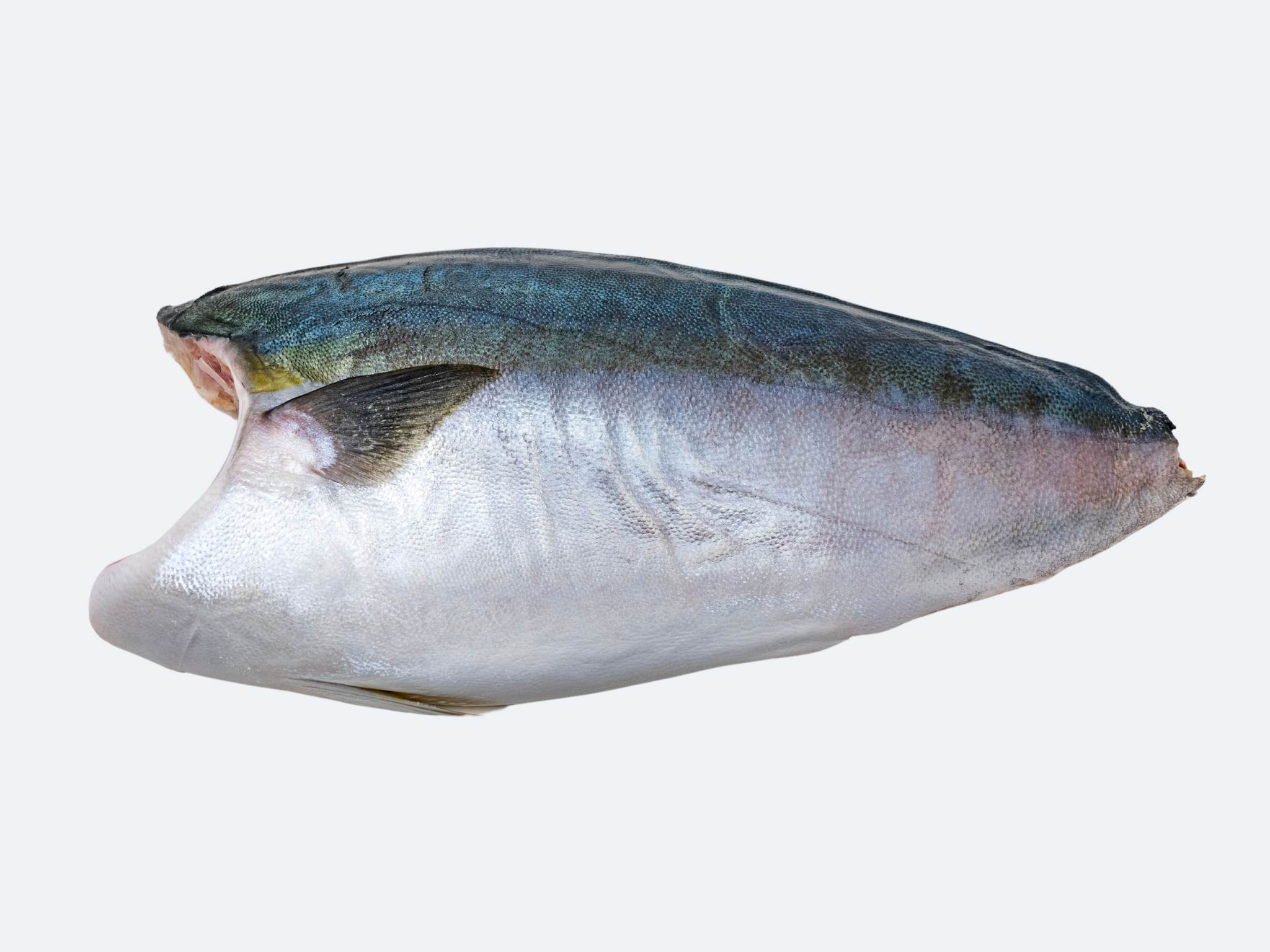 Japanese Hamachi (Yellowtail) Fillet – Yama Seafood