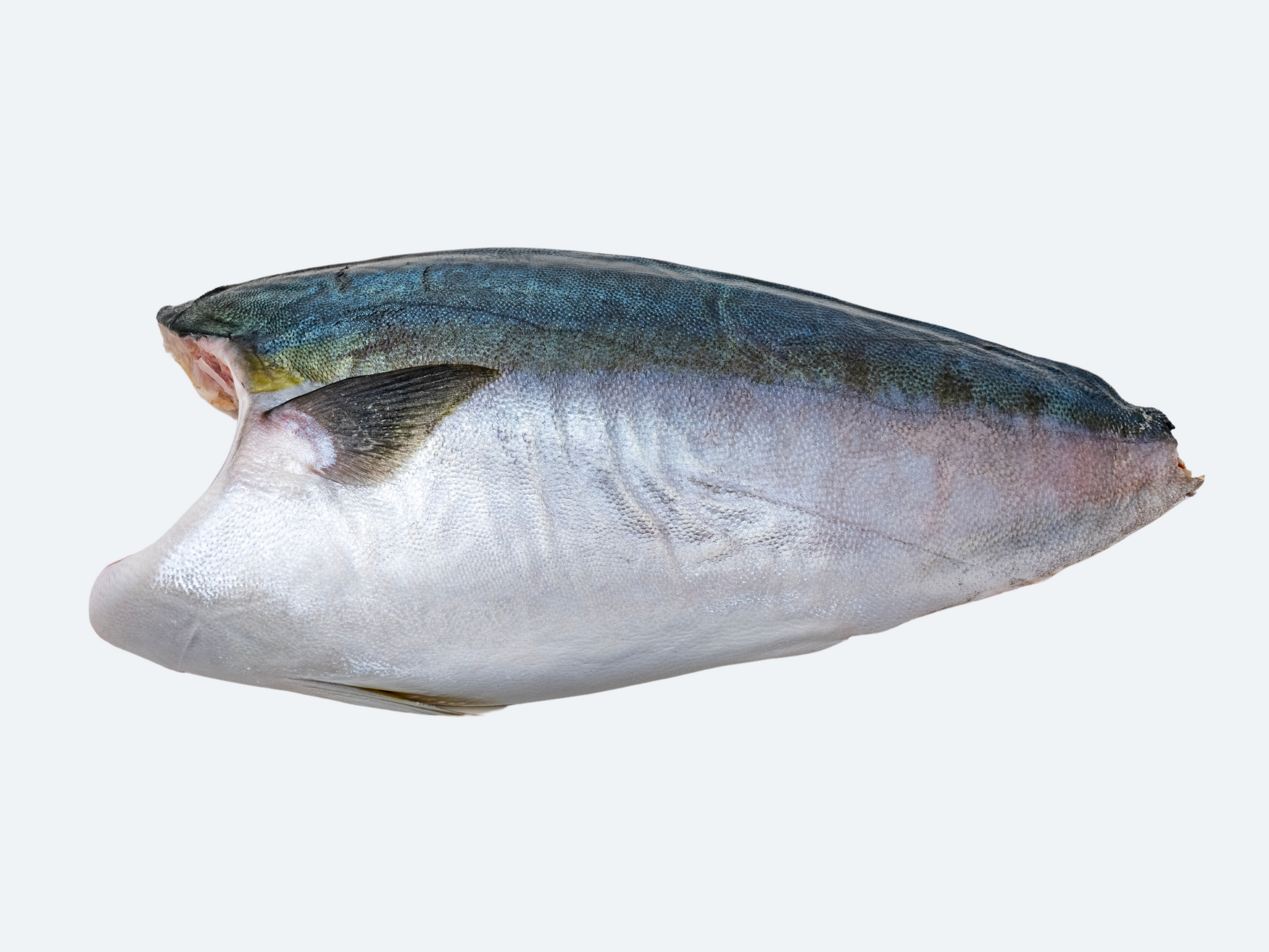 Japanese Hamachi (Yellowtail) Fillet – Yama Seafood