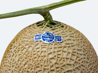Japanese Crown Melon – Yama Seafood