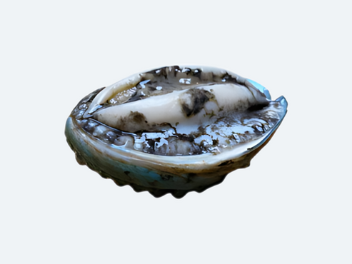 Frozen Abalone – Yama Seafood