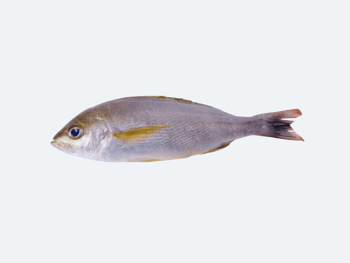 Isaki (Threeline Grunt, Fresh) – Yama Seafood