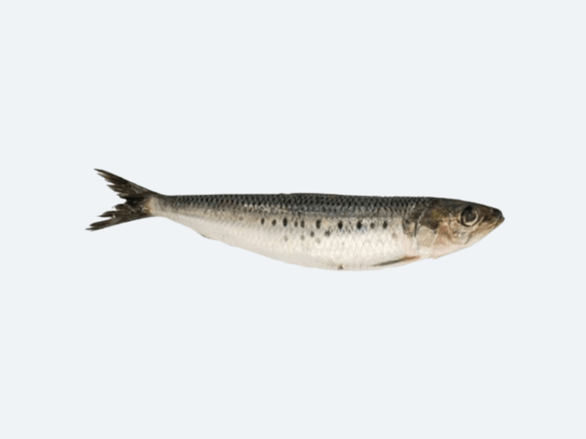 Iwashi (Sardines, Fresh) – Yama Seafood