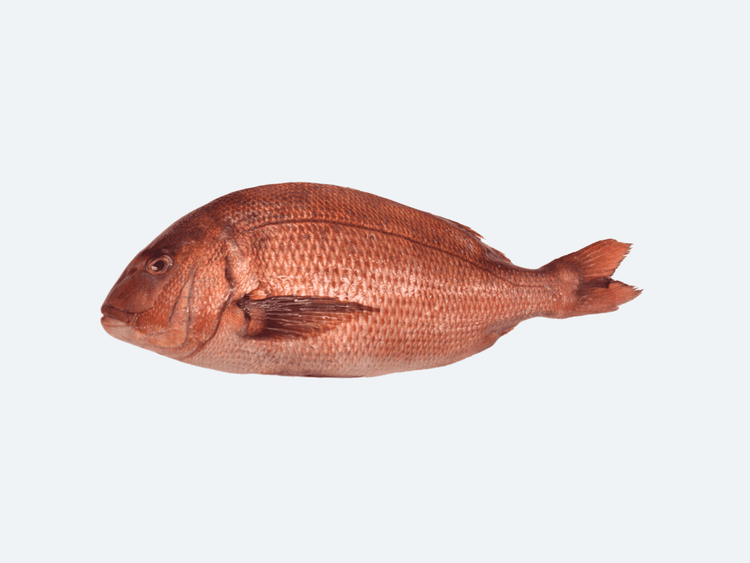 Collections – Yama Seafood Inc.
