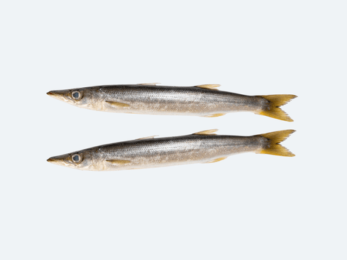 Kamasu (Barracuda, Fresh) – Yama Seafood