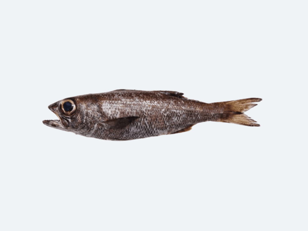 Kuromutsu (Blue Fish, Fresh) – Yama Seafood